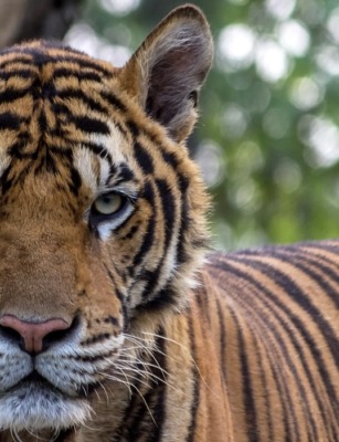 How To Paint A Tiger - "Tiger's Gaze" - Beginners Acrylic Painting ...